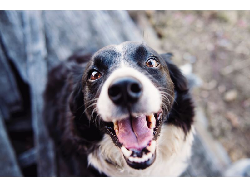 Why Not Dog Center | Joggo | Attività sportiva cinotecnica