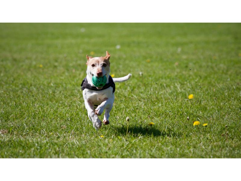 Why Not Dog Center | Joggo | Attività sportiva cinotecnica