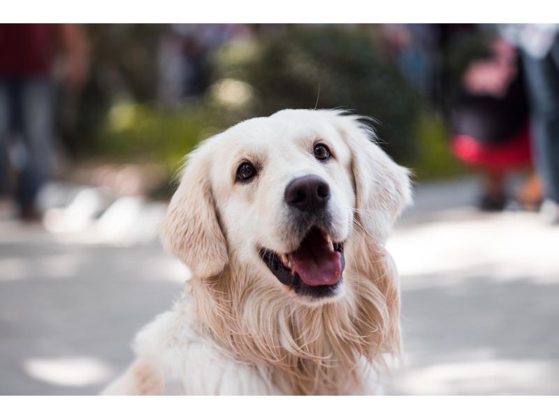 Why Not Dog Center | Joggo | Attività sportiva cinotecnica